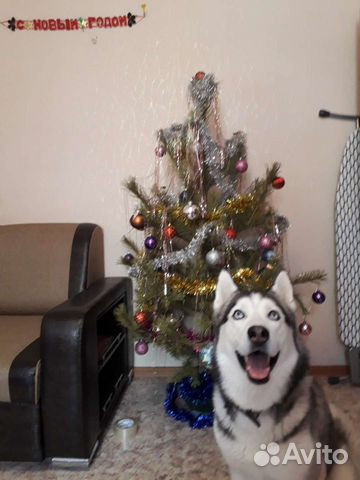 Сибирский хаски Вязка Мега Самец