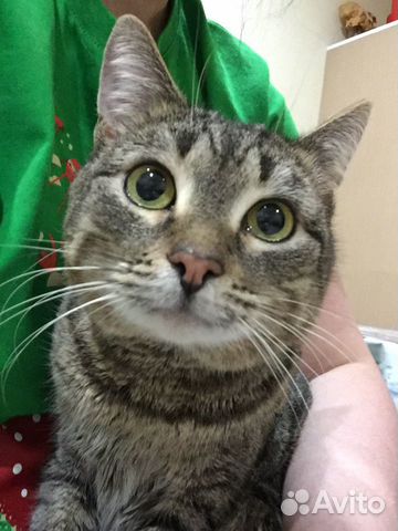 Котик красавец в добрые ручки