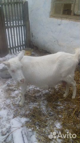 Зааненская дойная коза