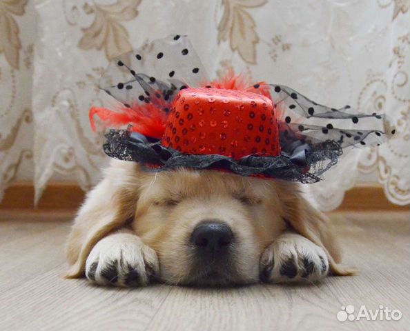 Щенки