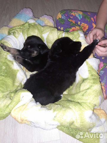 Как и Герда в дар