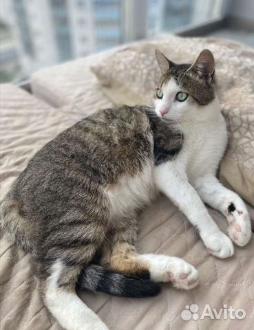 Кот в добрые руки