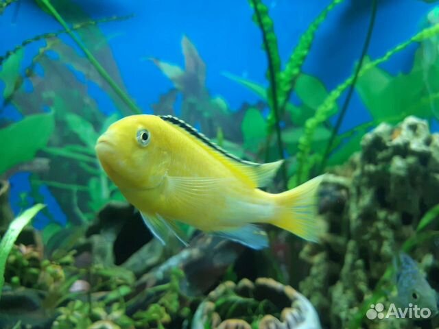 Продам двух самцов Эллоу или обменяю на самку