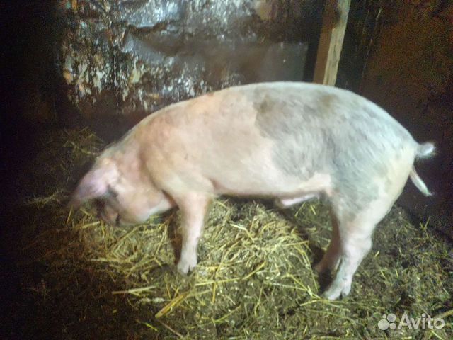 Продам хрячка 8месяцев возможен обмен на свинок