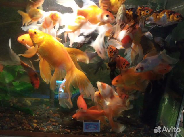 Золотые рыбки