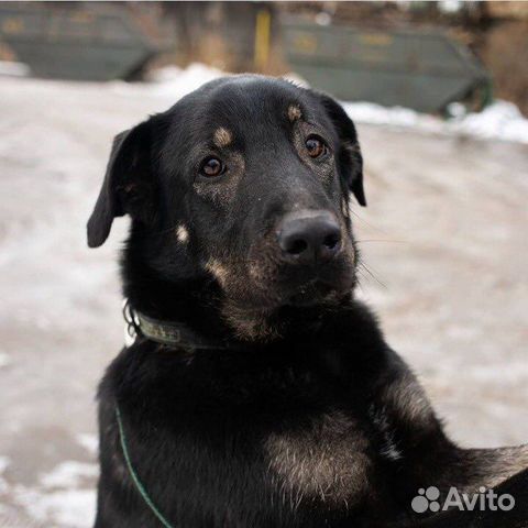 Аким - молодой пес ищет хозяина