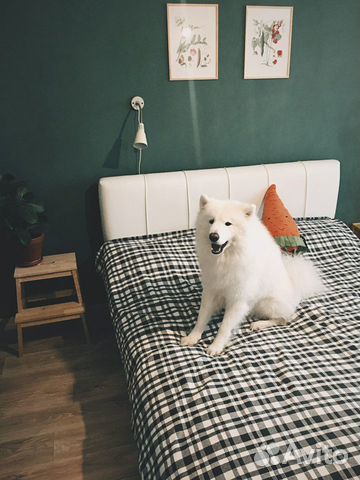 Самоед (кобель 2,5 года)