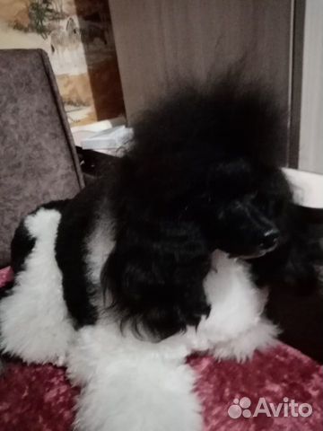 Пудель Арлекин