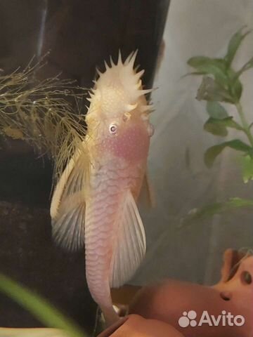 Мальки сомиков золотой Анцитрус