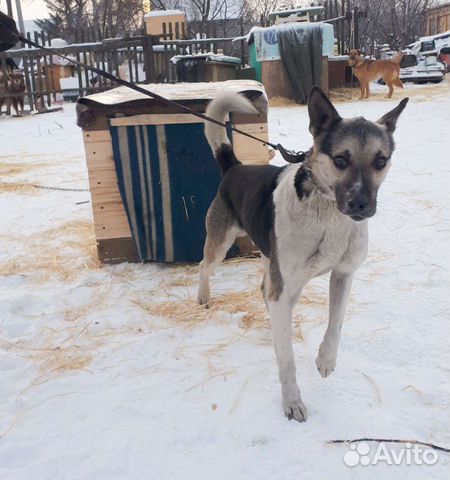 Шарик отдам в добрые руки. Доставка