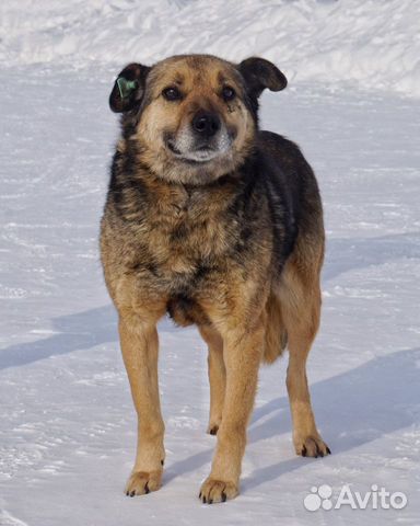 Бакс ищет дом