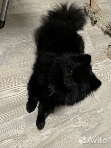 Померанский шпиц мини, вязка