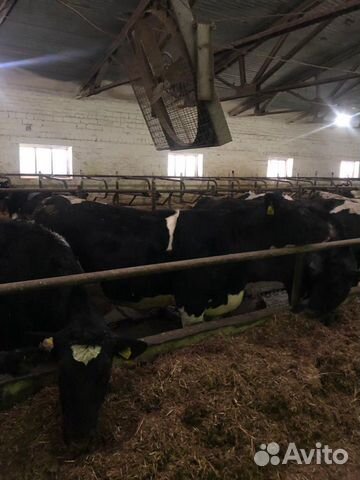 Бычки телята телки