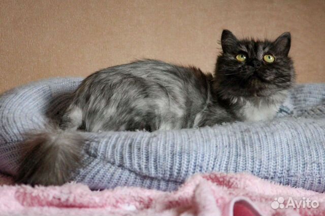 Котик "чёрный дым", 9 мес. Привезём