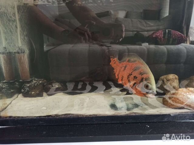 Астронотус