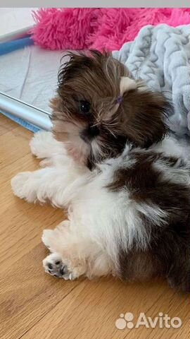 Мимишечка красоточка