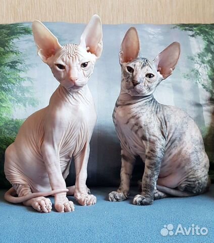 Донской сфинкс