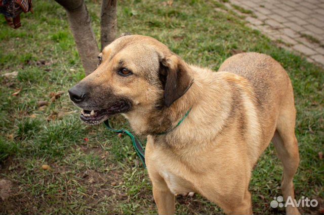 Собака в дар