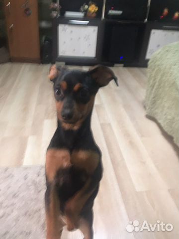 Русский той-терьер