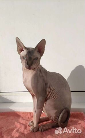 Канадский сфинкс вязка