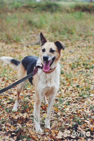 Отдам собаку из приюта в семью