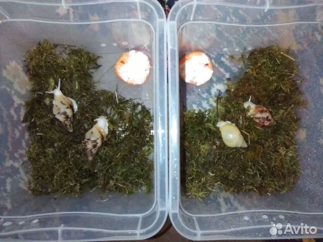 Набор для ахатин и архахатин