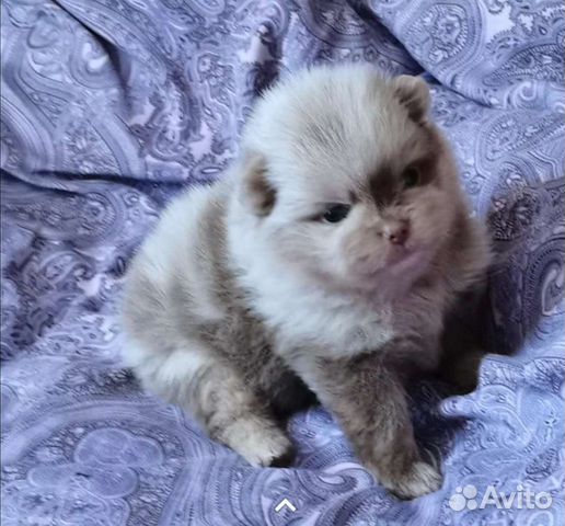 Шпиц лиловый мерле с подп