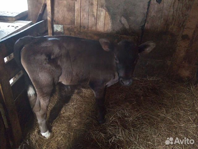 Быки живым весом продать