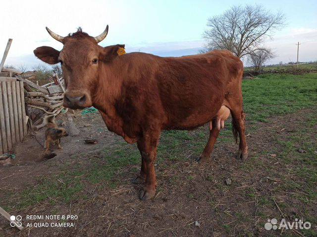 Корова высокоудойная