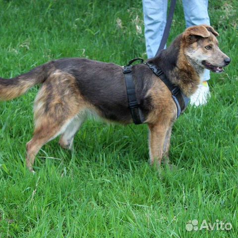 Собака Макси ищет дом