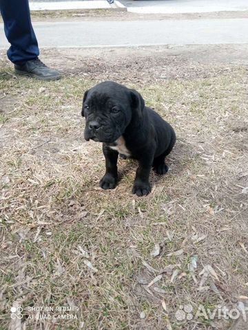 Щенки кане Корсо