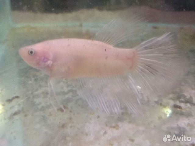 Аквариумные рыбки