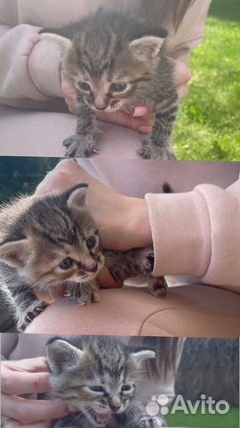 Трехцветные котята в любящие руки