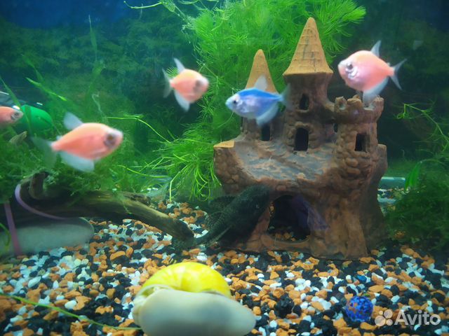 Аквариумные рыбки
