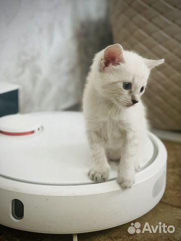 Голубоглазые тайские красавчики