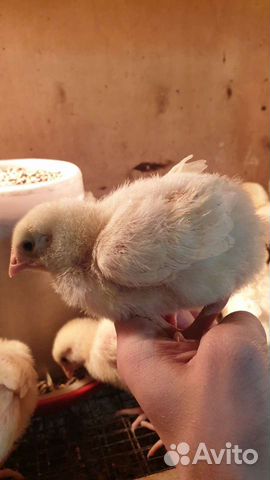 Бройлер кобб 500