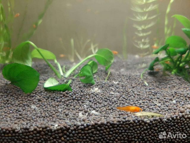 Мальки меченосцев (красные)