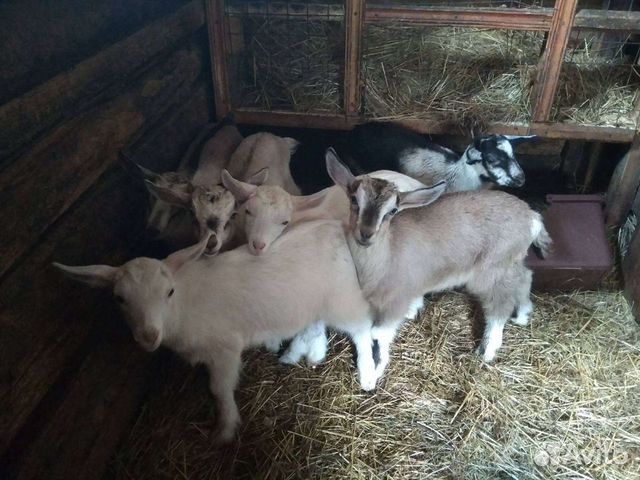 Коза альпийская