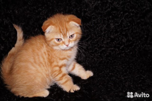 Рыжик вислоухий федя