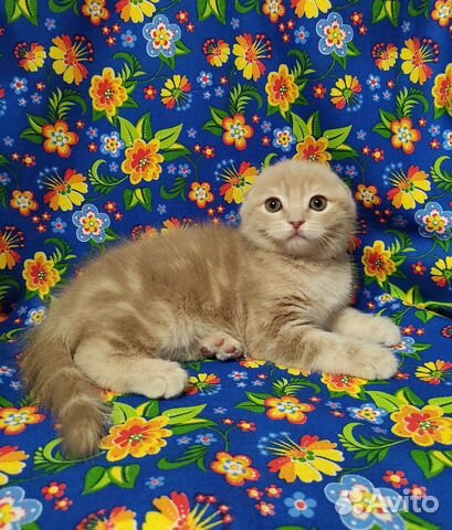 Шотландский Лорд