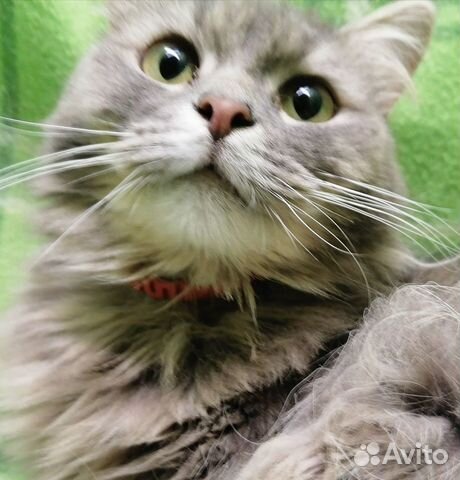 Кошка Маркиза из приюта