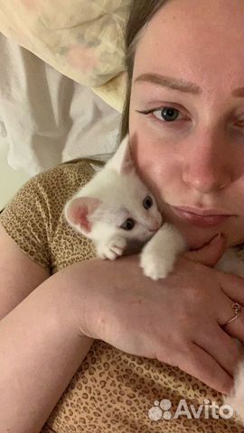 Белый котёнок кошка
