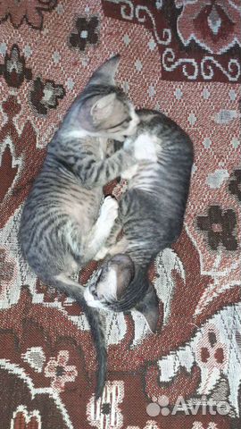 Кошка сфинкс