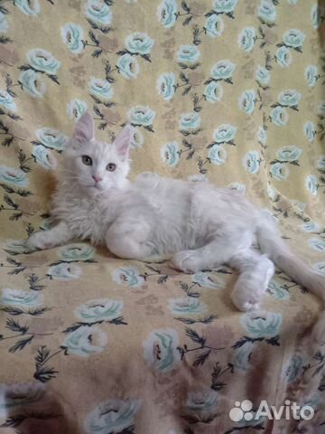 Кошки