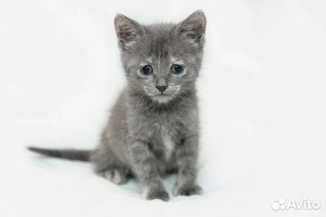 Котенок с грустными глазами Дымочка в дар