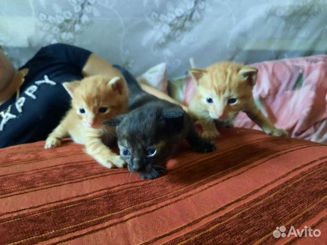 Отдам даром котят в хорошие руки Две девочки один