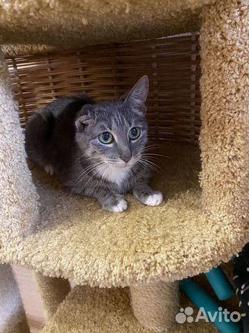 Самый лучший котенок