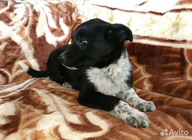 Щенок 3,5 месяца (Девочка)