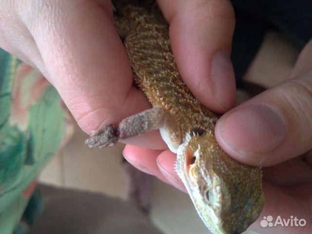 Бородатая агама