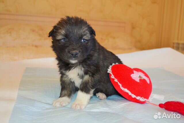 Симпатичная девочка в добрые руки